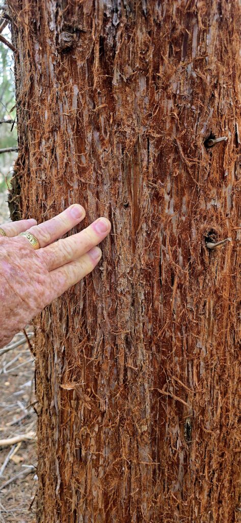 EVER SEEN A TREE SHREDDED BY A BLACK BEAR? - Del Albright