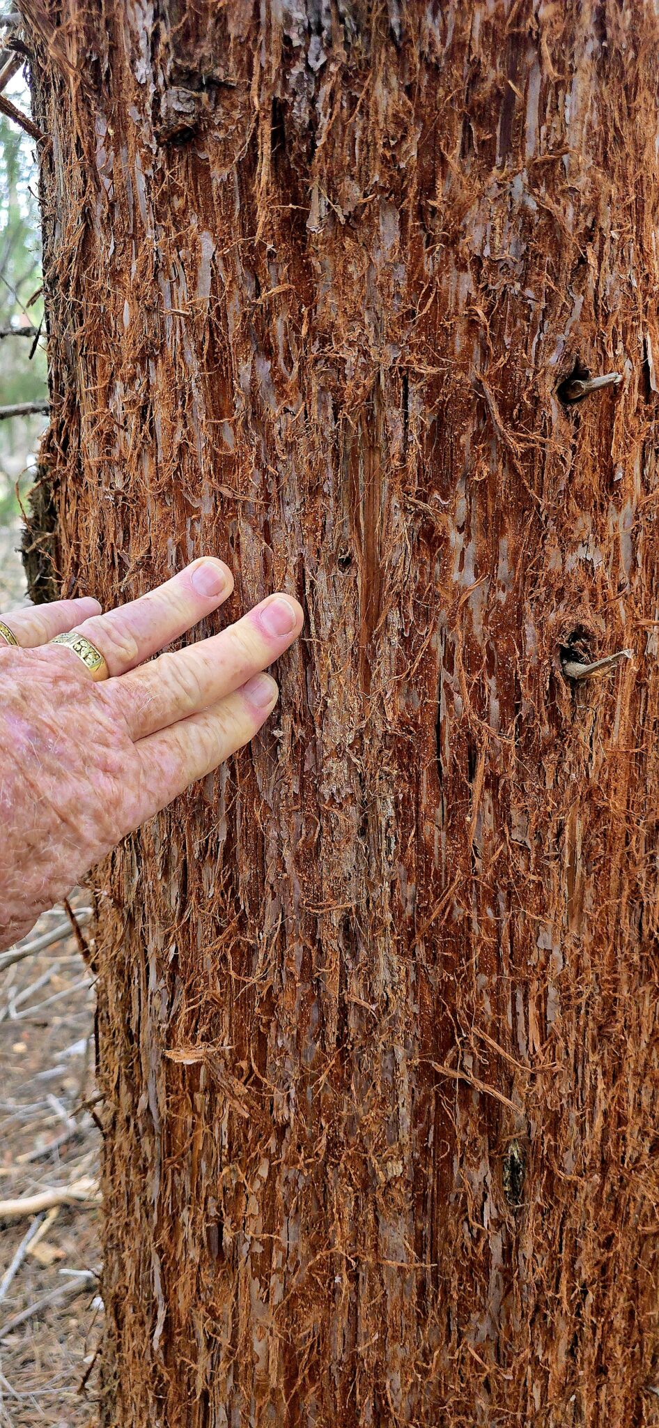 EVER SEEN A TREE SHREDDED BY A BLACK BEAR? - Del Albright