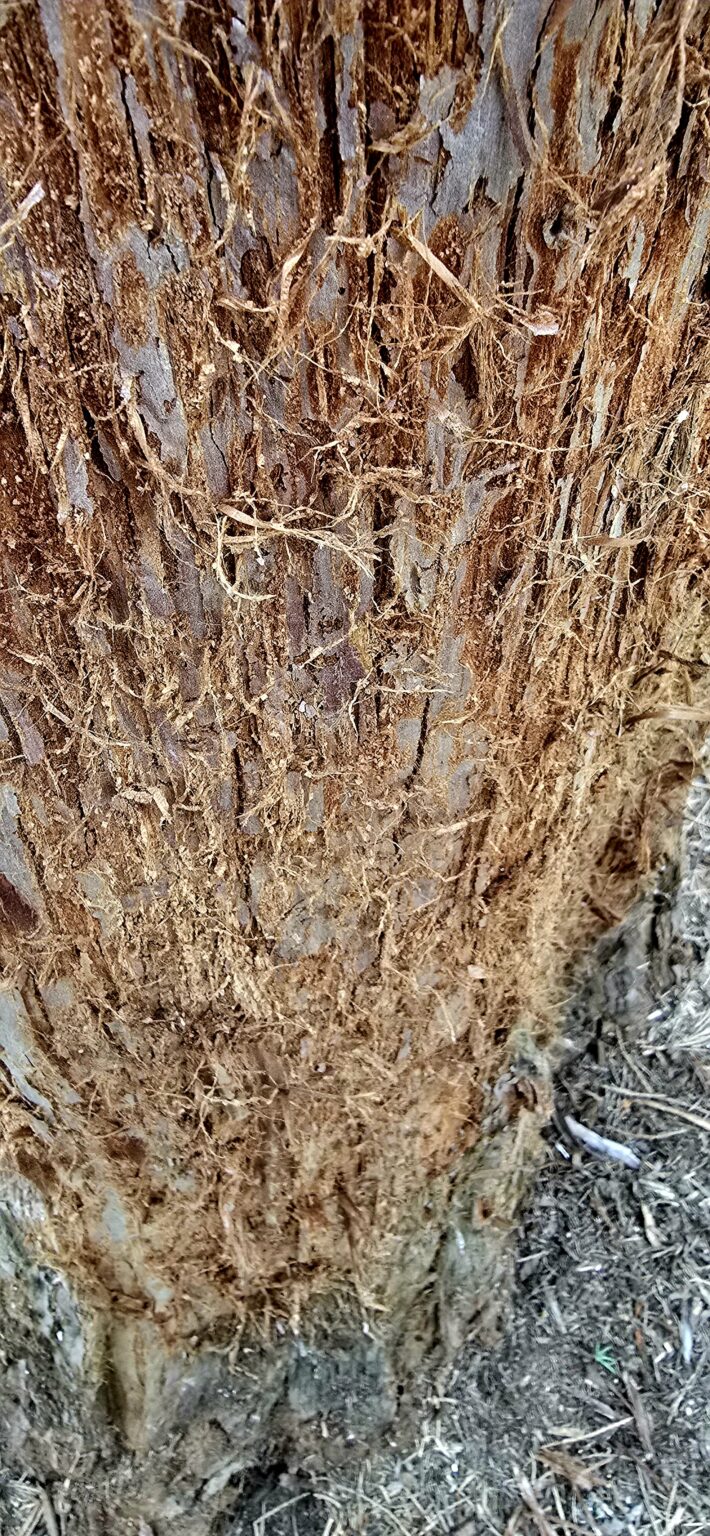 EVER SEEN A TREE SHREDDED BY A BLACK BEAR? - Del Albright